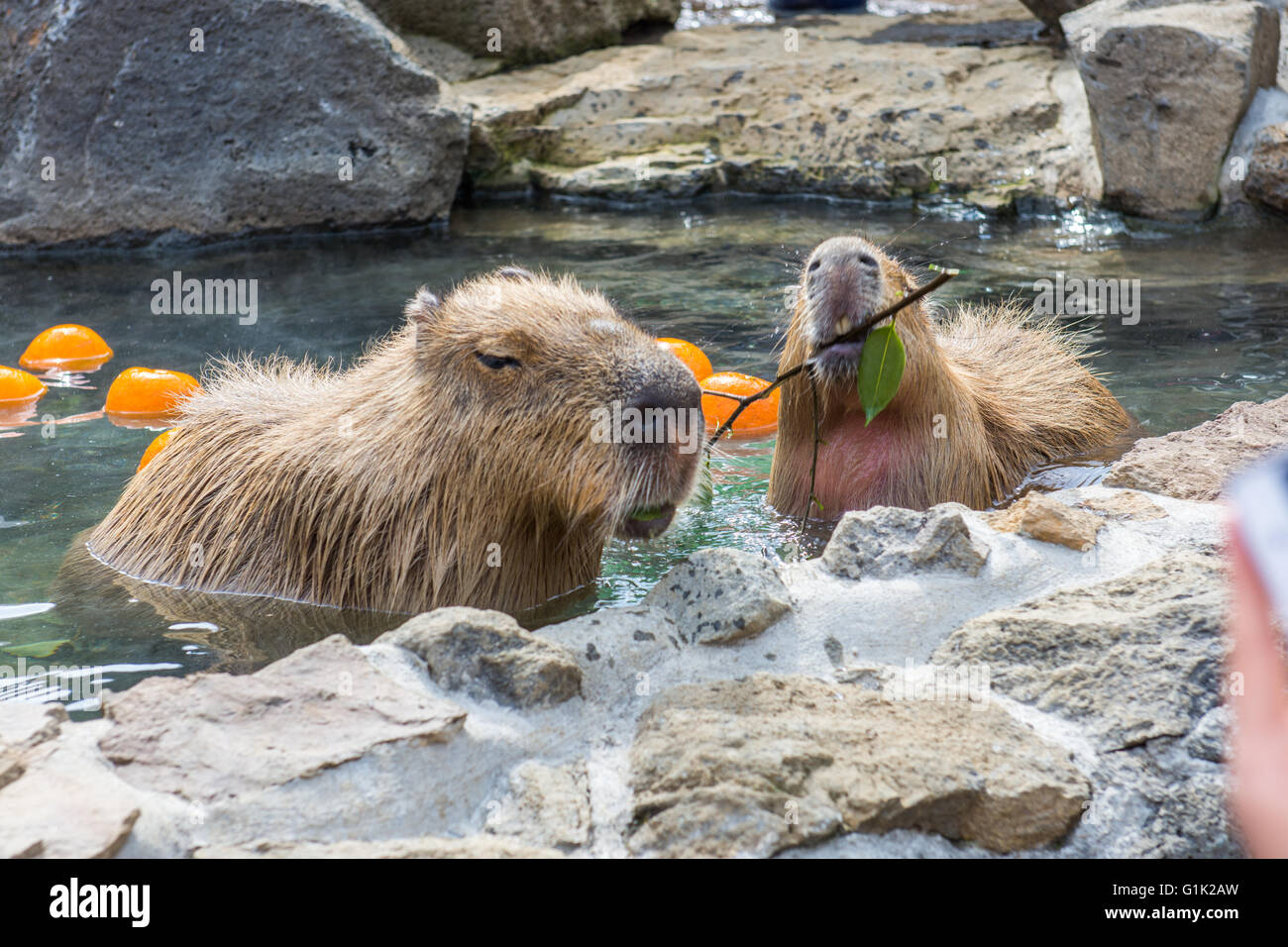 Capybara in zoo Stock Photo - Alamy