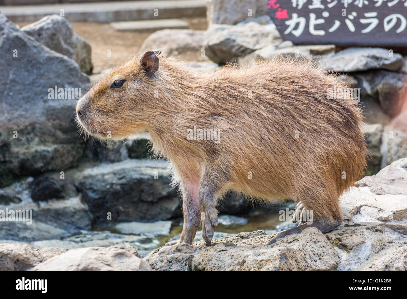 Capybara in zoo Stock Photo - Alamy