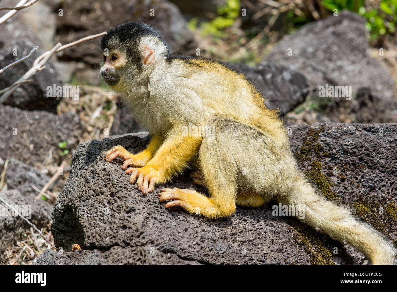 Pygmy spider hi-res stock photography and images - Alamy