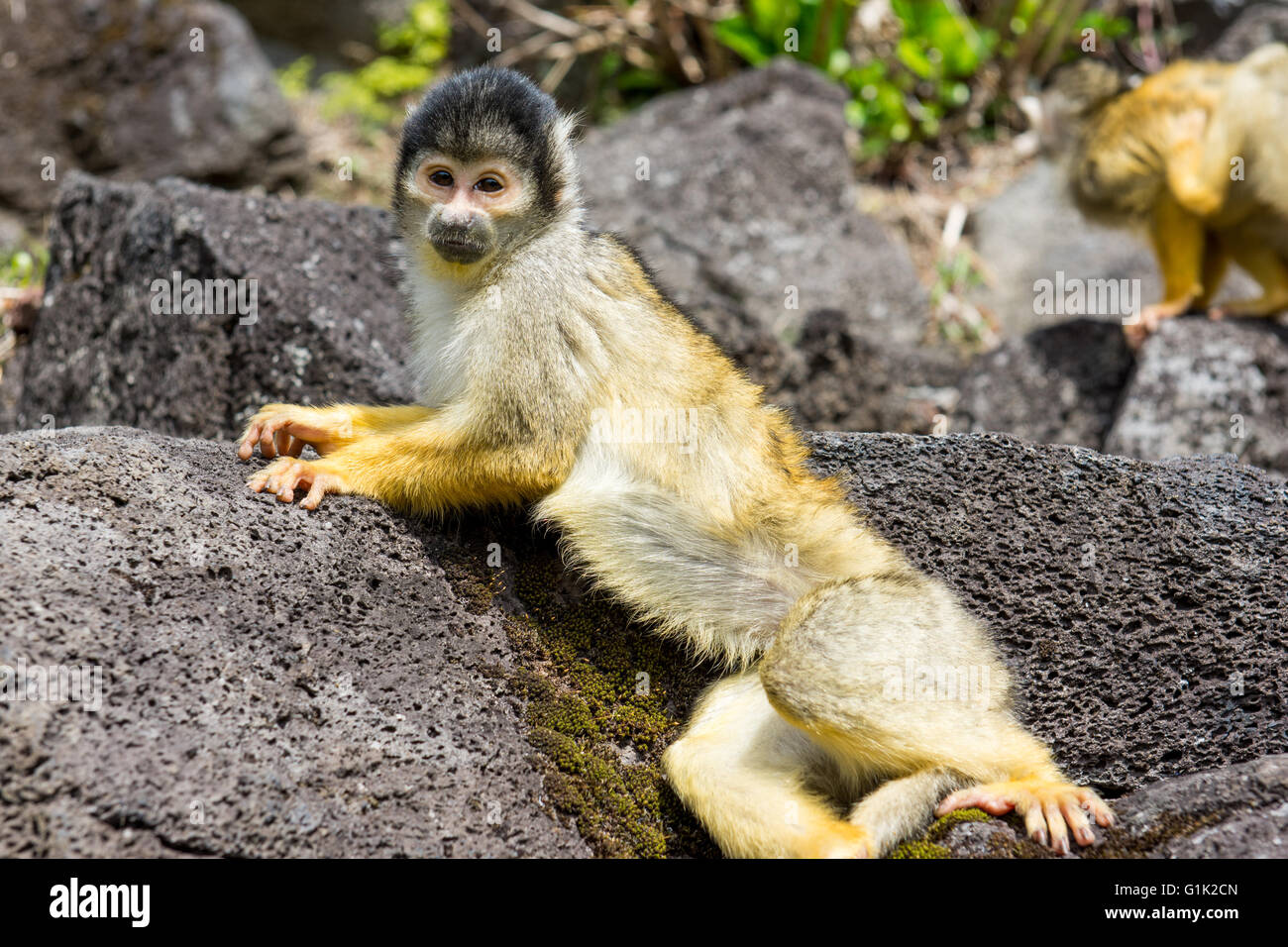Close up of a spider monkey at zoo Stock Photo - Alamy
