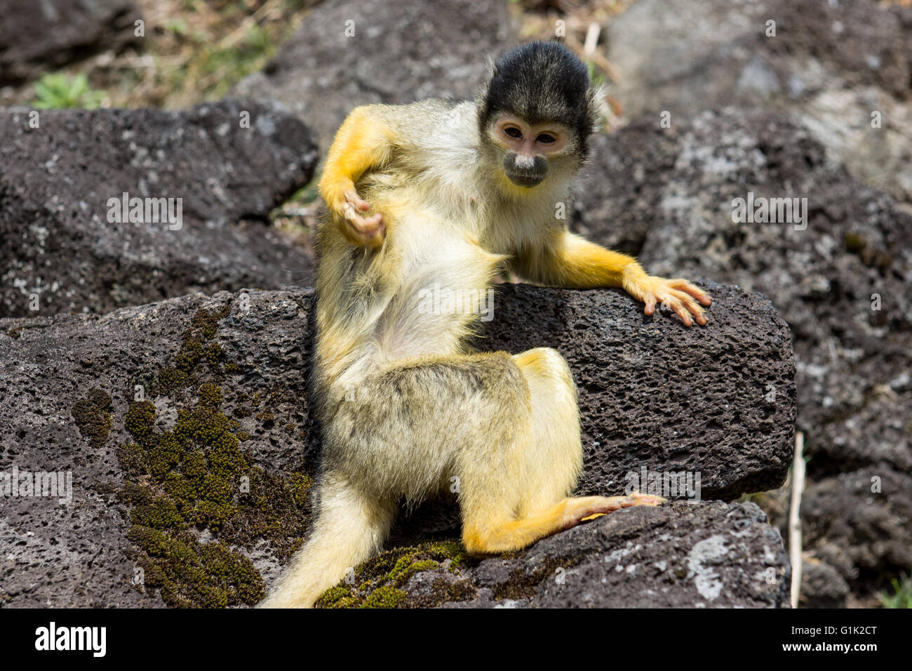 Close up of a spider monkey at zoo Stock Photo - Alamy