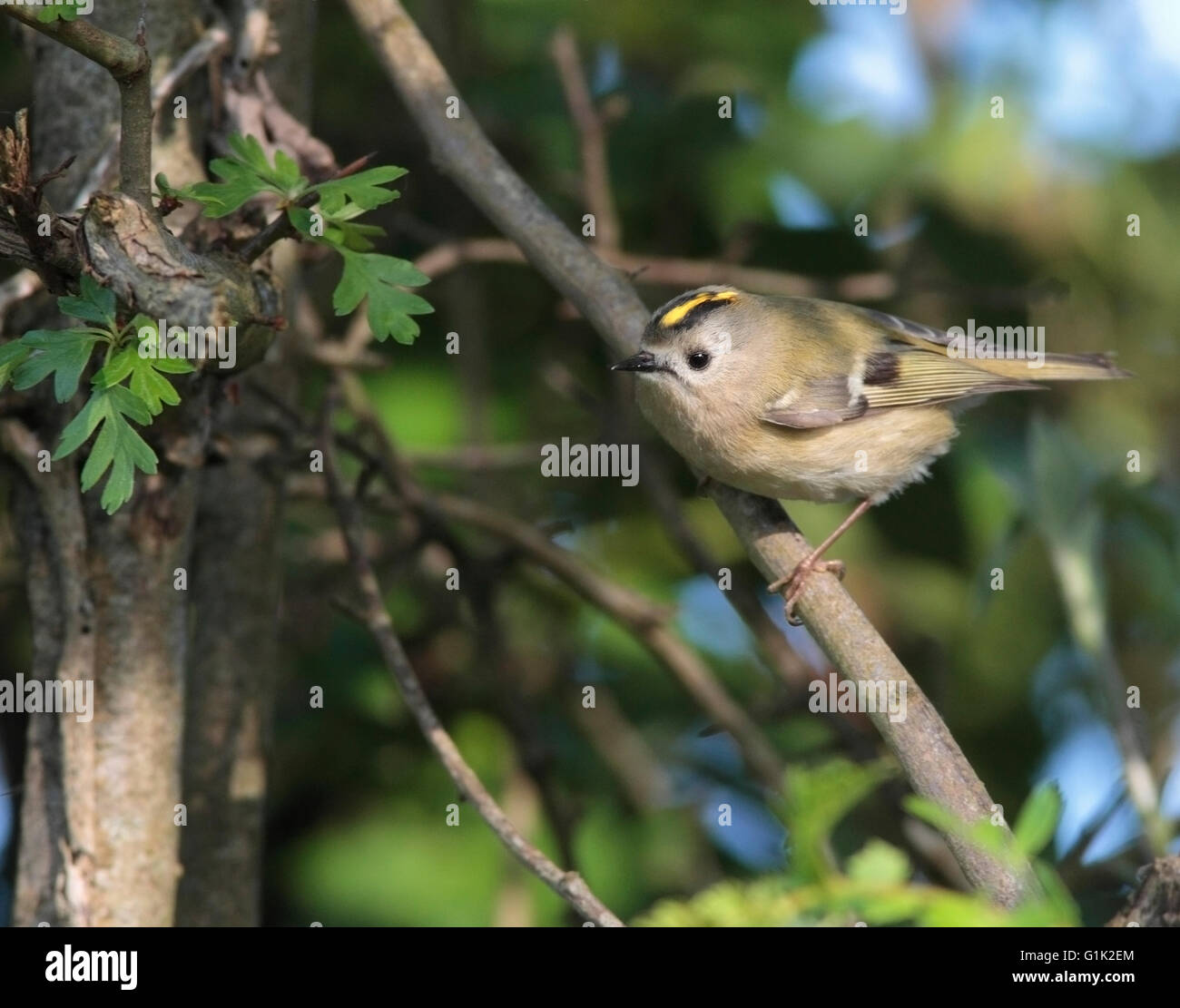 Goldcrest images hi-res stock photography and images - Alamy