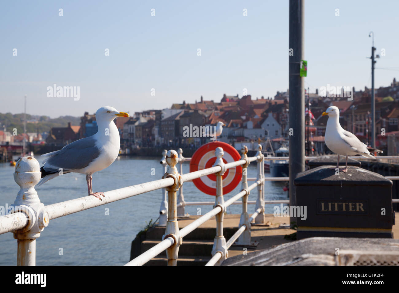 Seagulls at rest in Whitby's harbour Stock Photo - Alamy