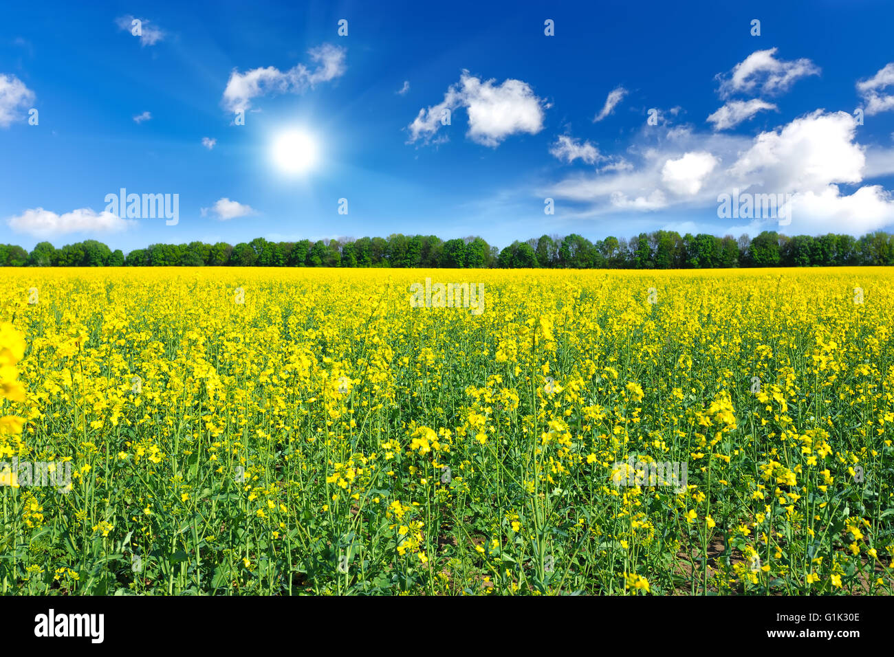 Rapeseed blossom stem hi-res stock photography and images - Alamy