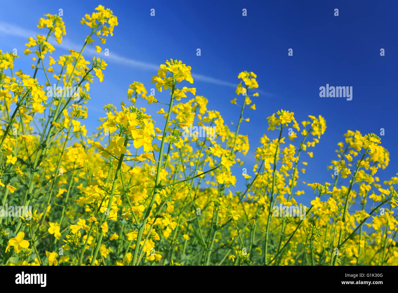 Rapeseed blossom stem hi-res stock photography and images - Alamy