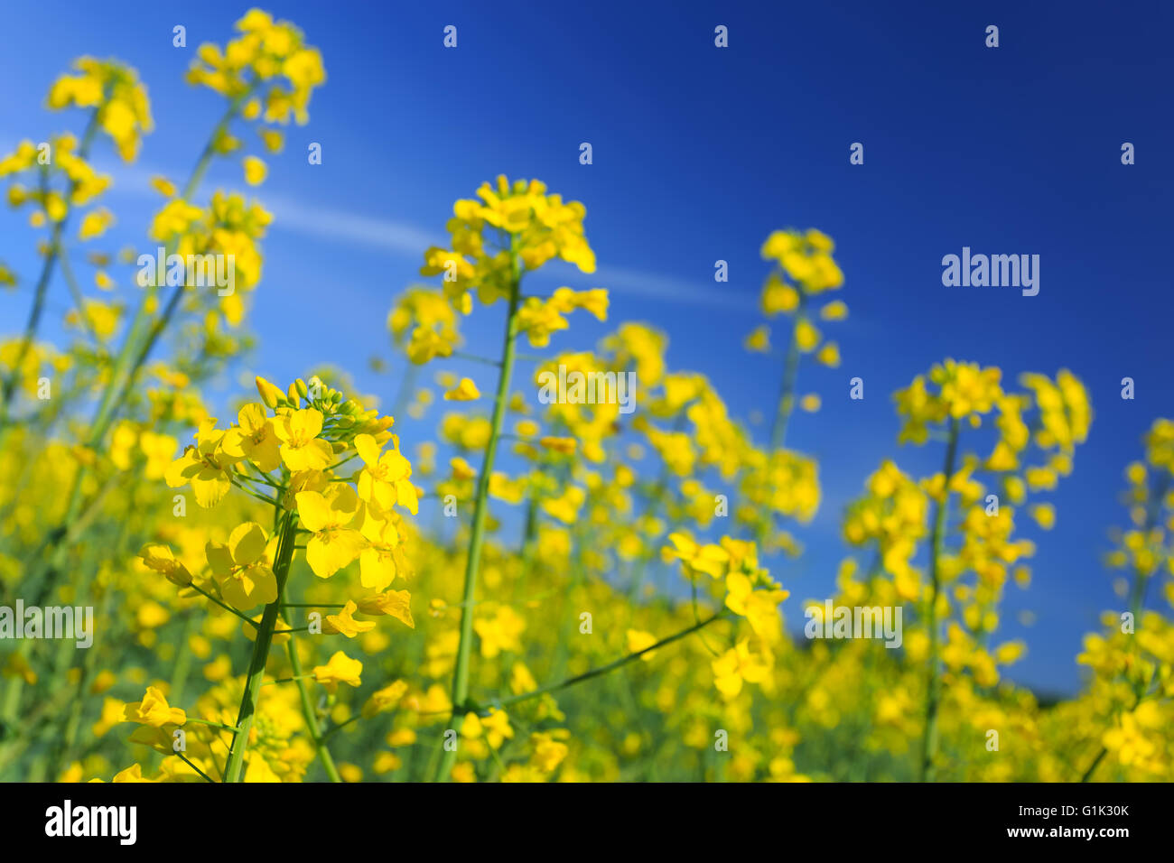 Rapeseed blossom stem hi-res stock photography and images - Alamy