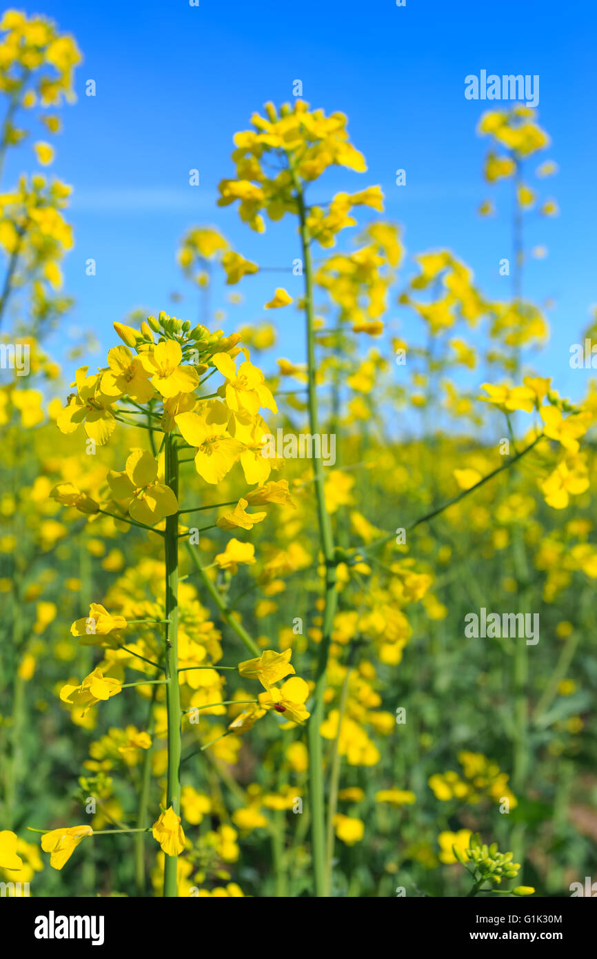Rapaseed canola hi-res stock photography and images - Alamy
