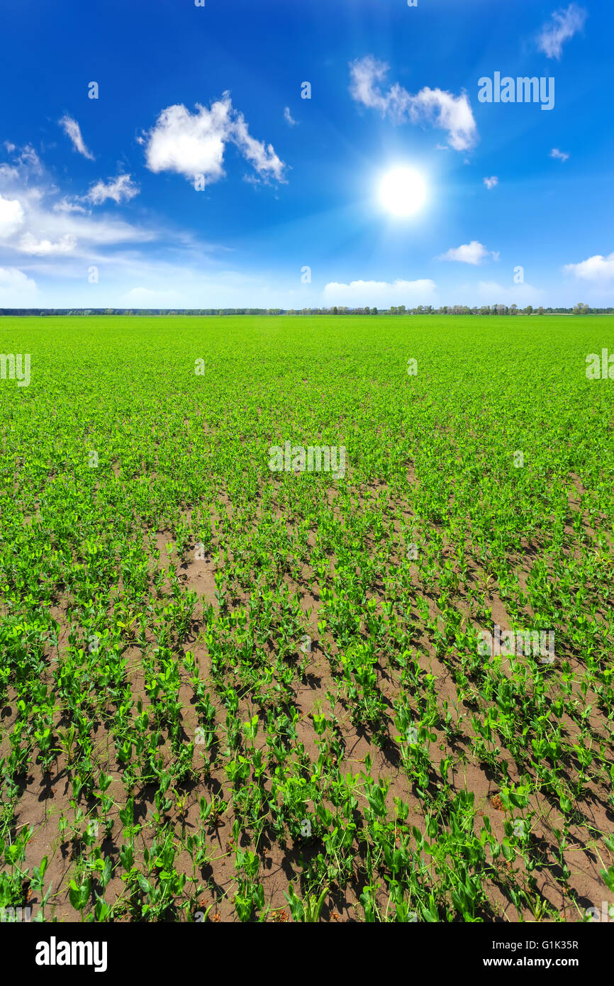 Summer pea crop hi-res stock photography and images - Alamy