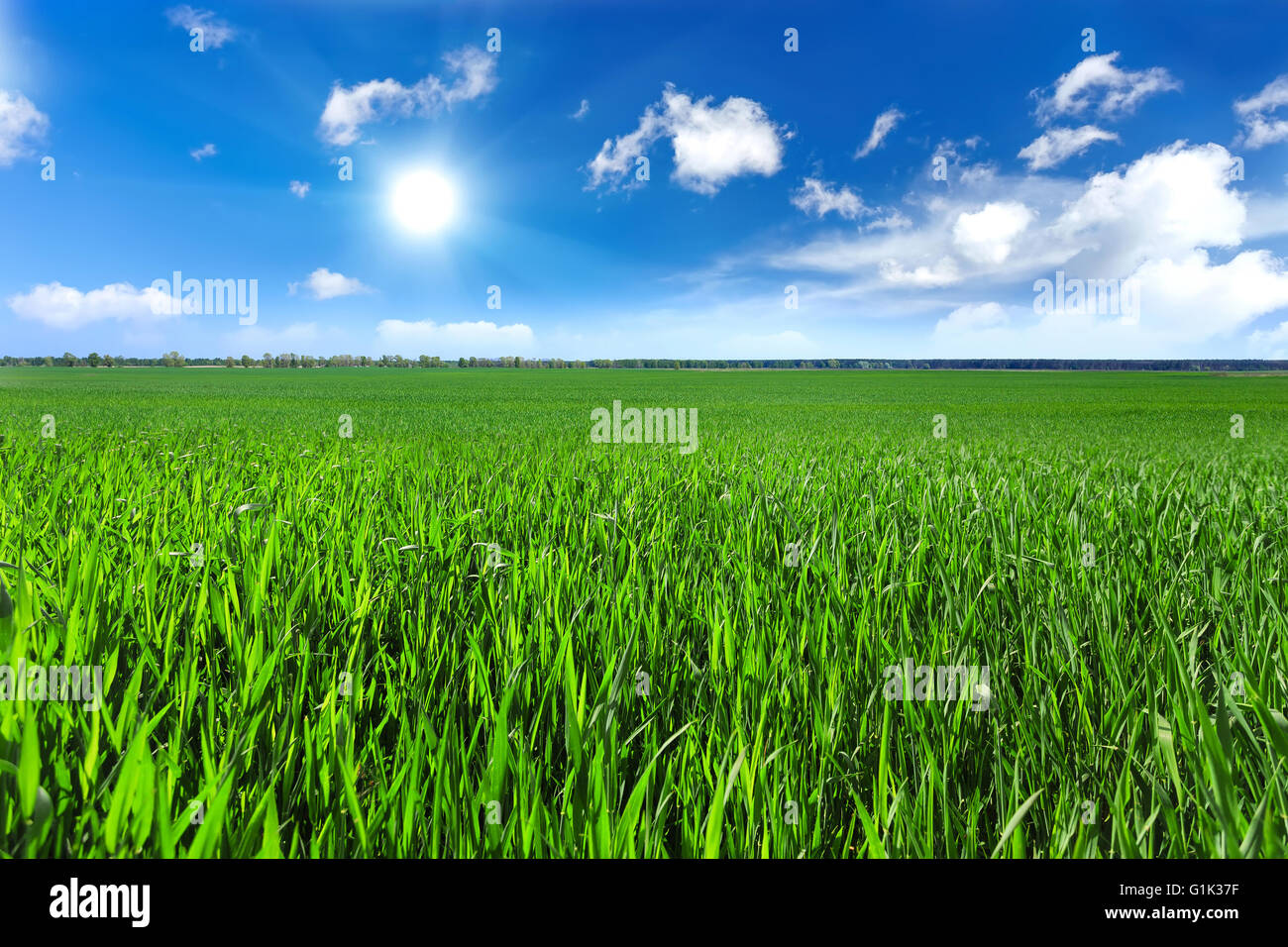 wheat agriculture field Stock Photo - Alamy