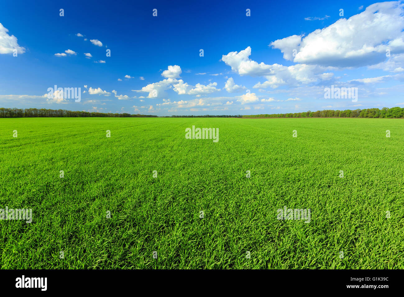 wheat agriculture field Stock Photo - Alamy