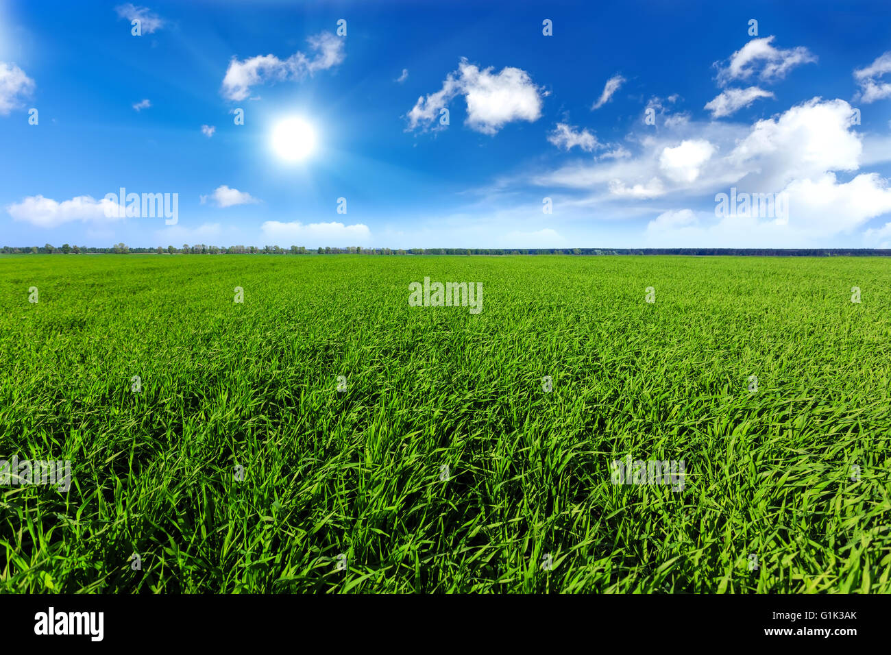 wheat agriculture field Stock Photo - Alamy