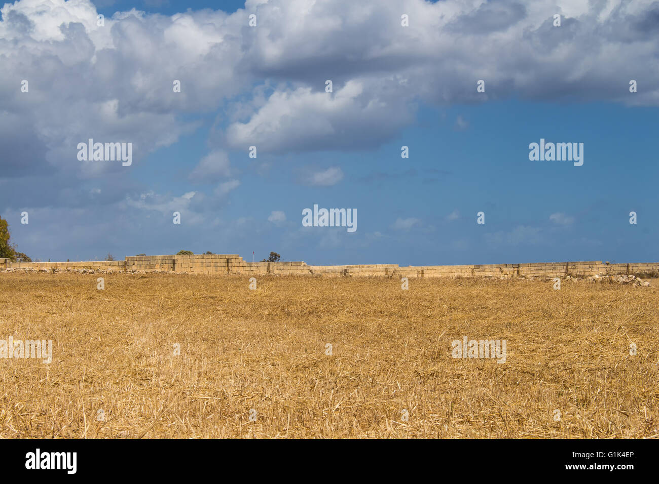 Maltese field hi-res stock photography and images - Alamy