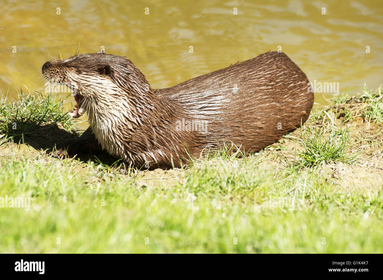 European British Otter Lutra Luta Surrey England Stock Photo - Alamy