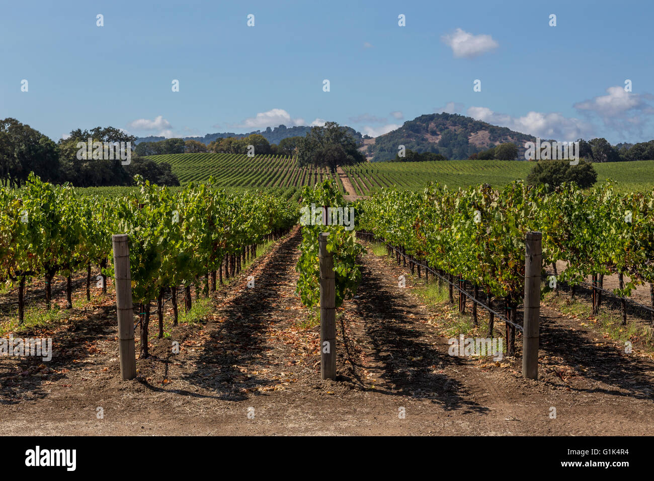 Grapevine trellis hi-res stock photography and images - Alamy