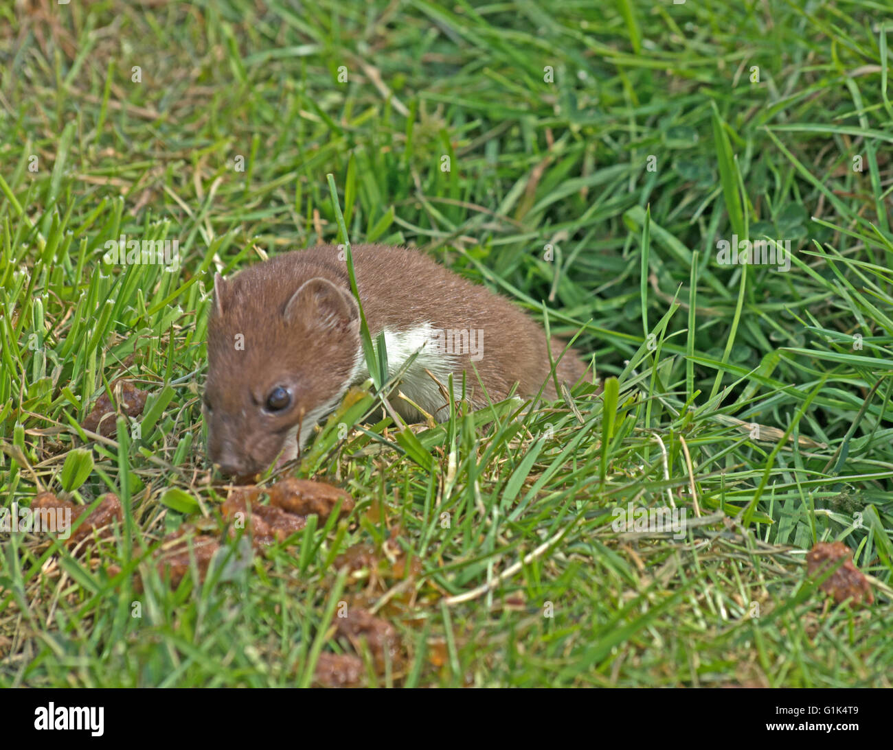 Stout animal hi-res stock photography and images - Alamy