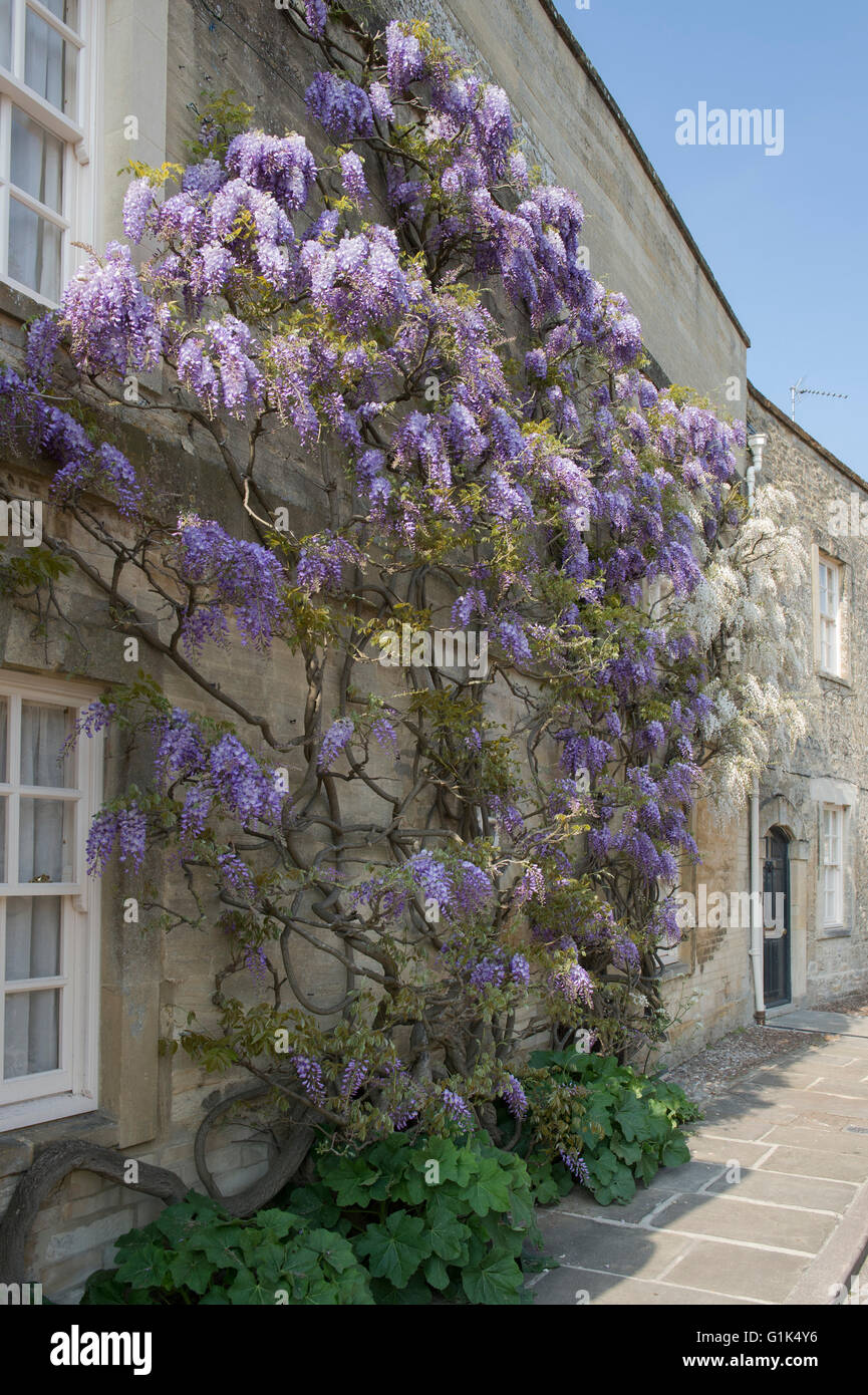 Climbing Wisteria On Building High Resolution Stock Photography and ...