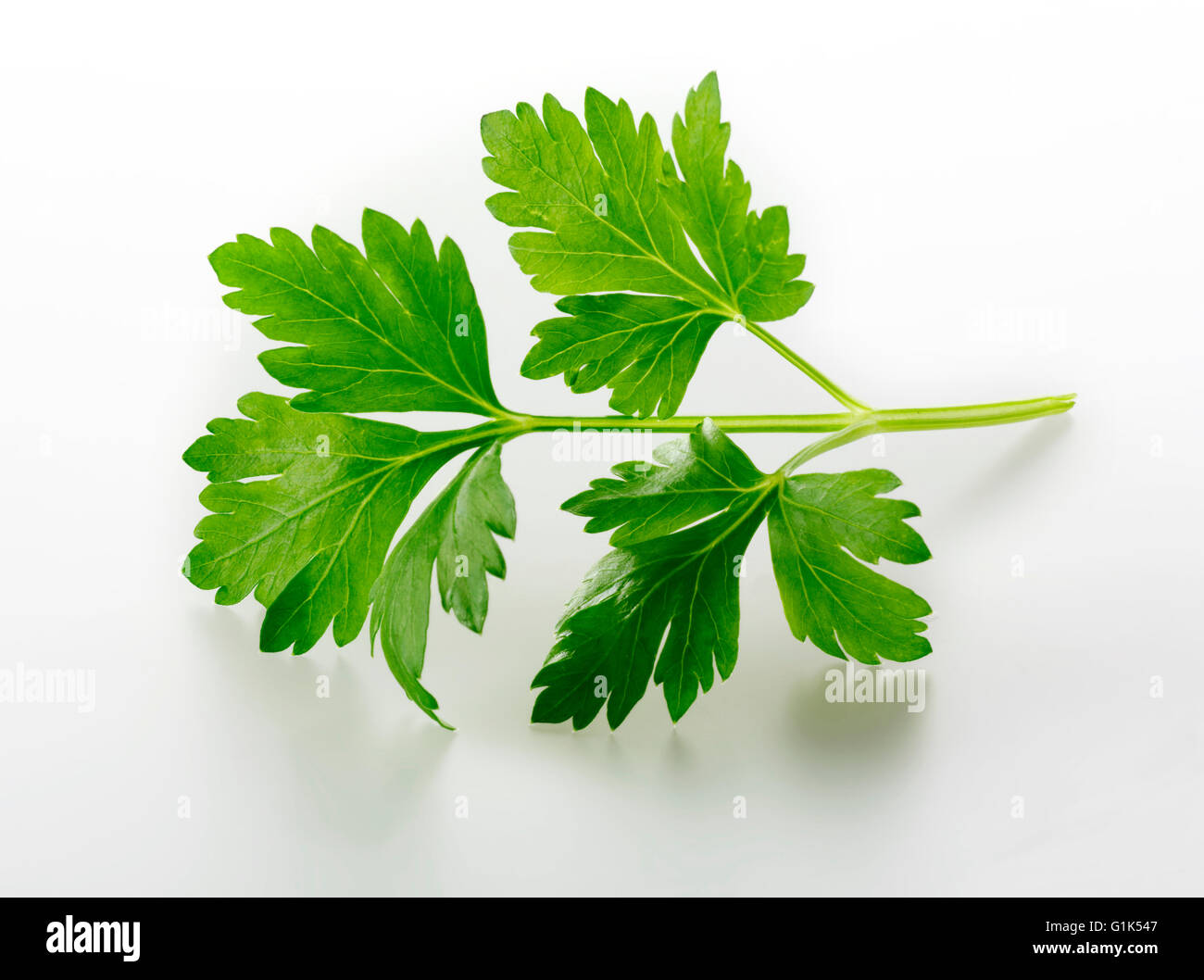 Top shot of Flat leaved parsley herb leaf against a white background ...