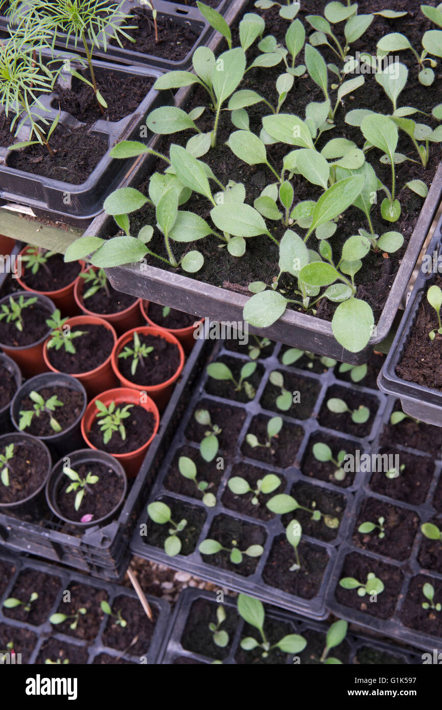 Cosmos Seedlings High Resolution Stock Photography and Images - Alamy