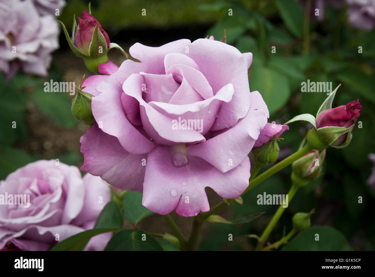 Purple rose in a garden with a drop of water and two small roses in the ...
