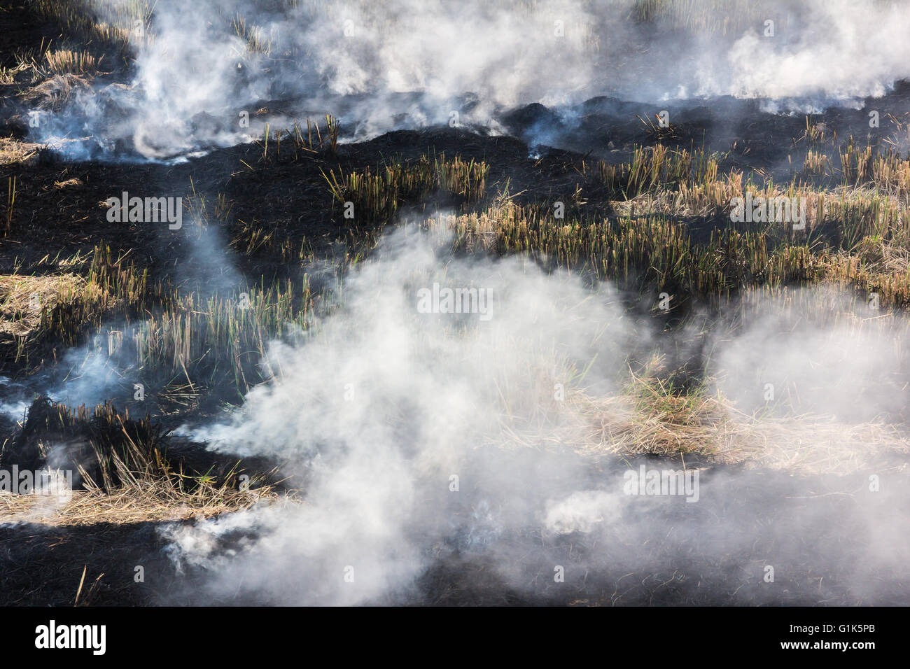 Burning dry grass hi-res stock photography and images - Alamy