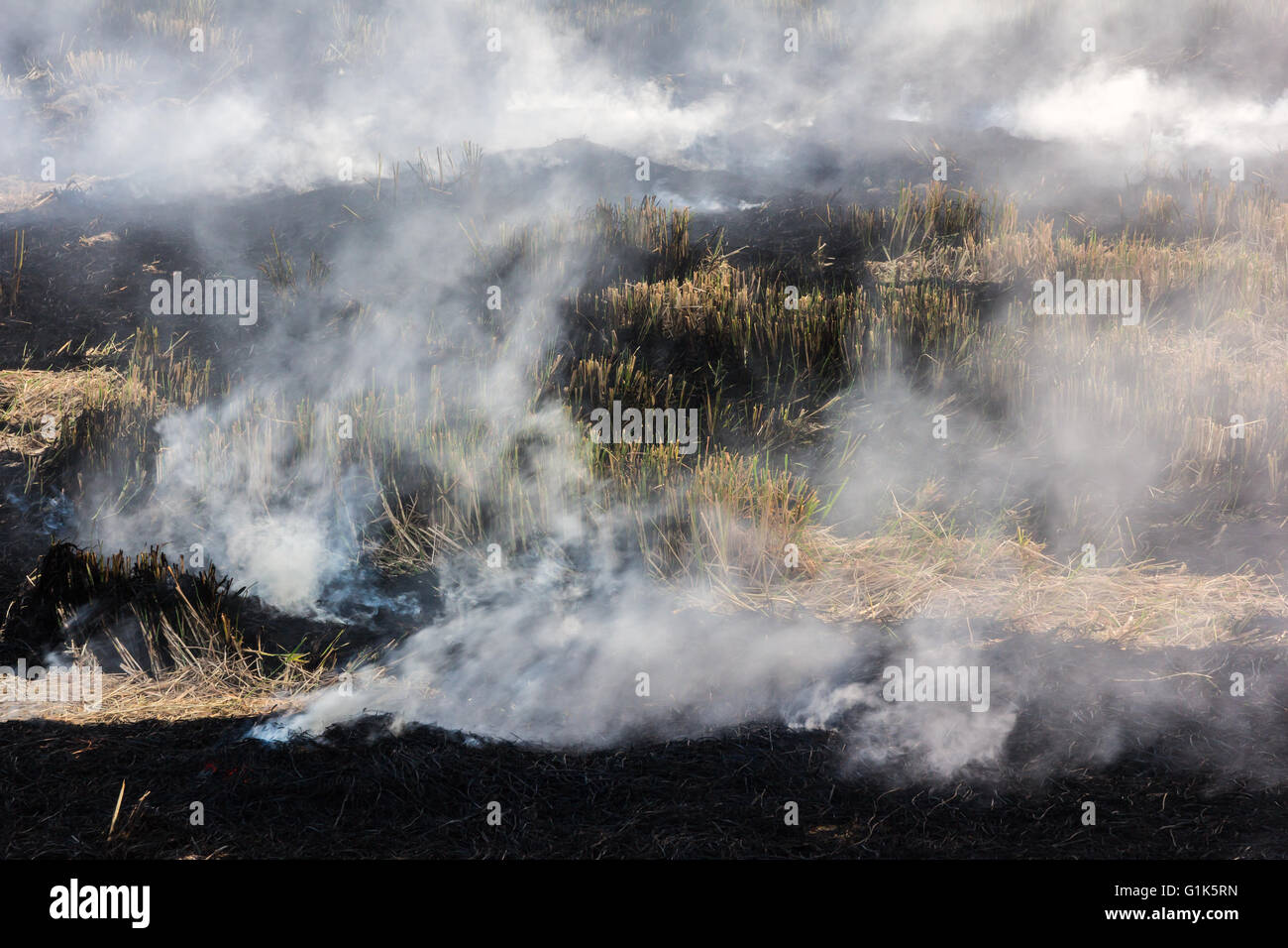 Burning dry grass on field Stock Photo - Alamy