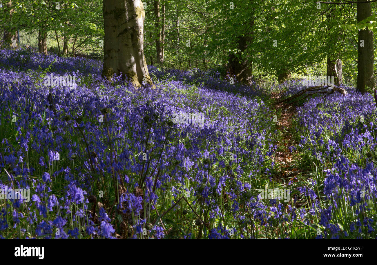 Cumbernauld hi-res stock photography and images - Alamy