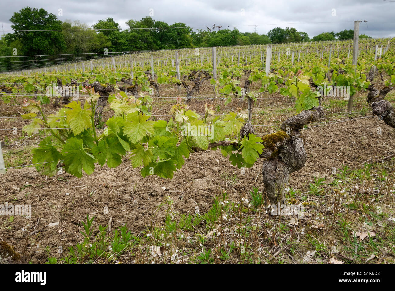Carignan wine estate hi-res stock photography and images - Alamy