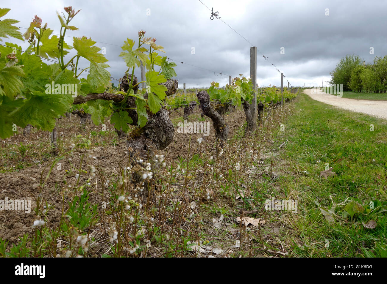 Carignan hi-res stock photography and images - Alamy