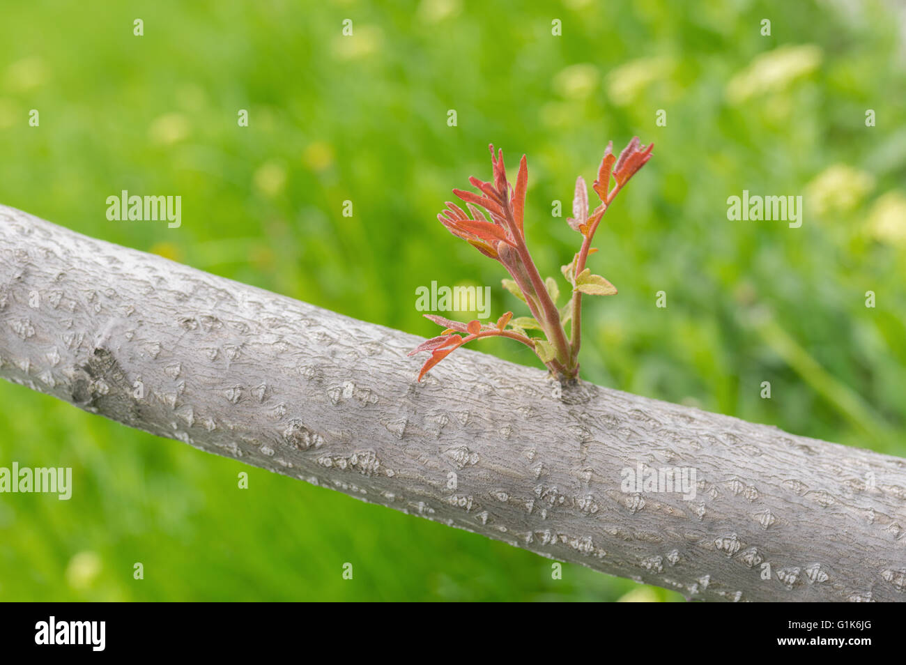 New sprout on Manchurian walnut tree at spring season Stock Photo - Alamy