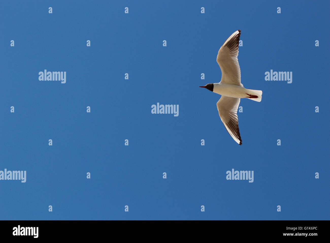 Seagull In The Flight Stock Photo - Alamy