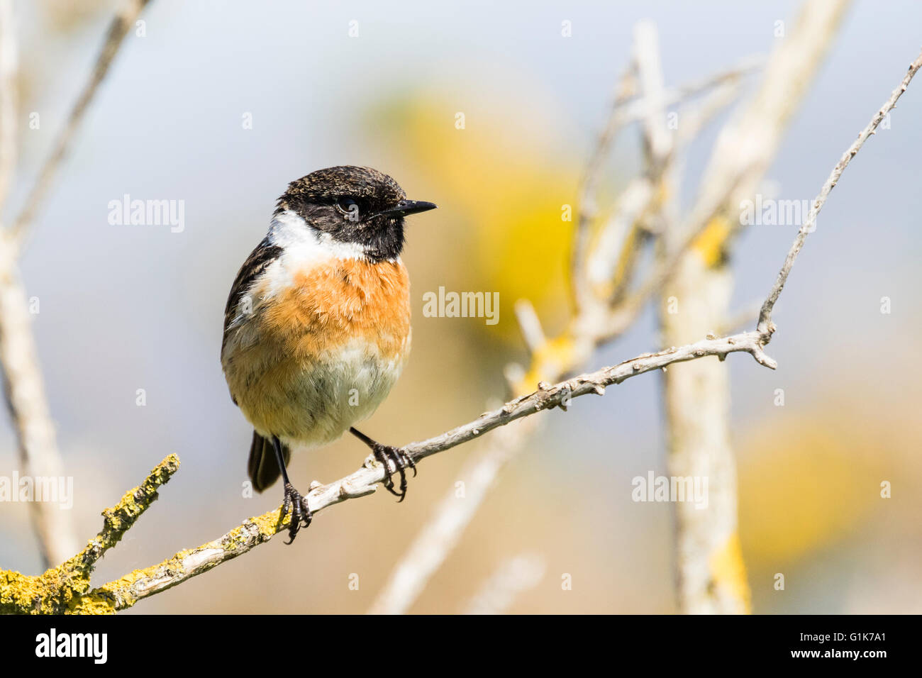 A male european stonechat at Borth Ceredigion Wales Stock Photo - Alamy