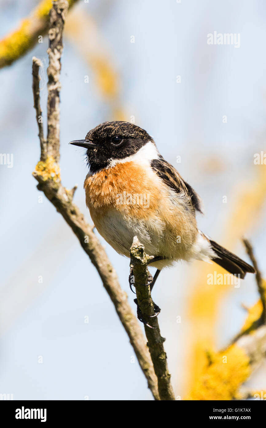 A male european stonechat at Borth Ceredigion Wales Stock Photo - Alamy
