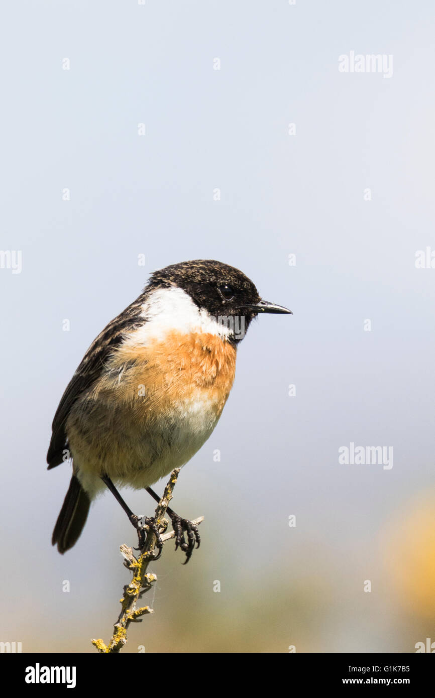 Male european stonechat hi-res stock photography and images - Alamy