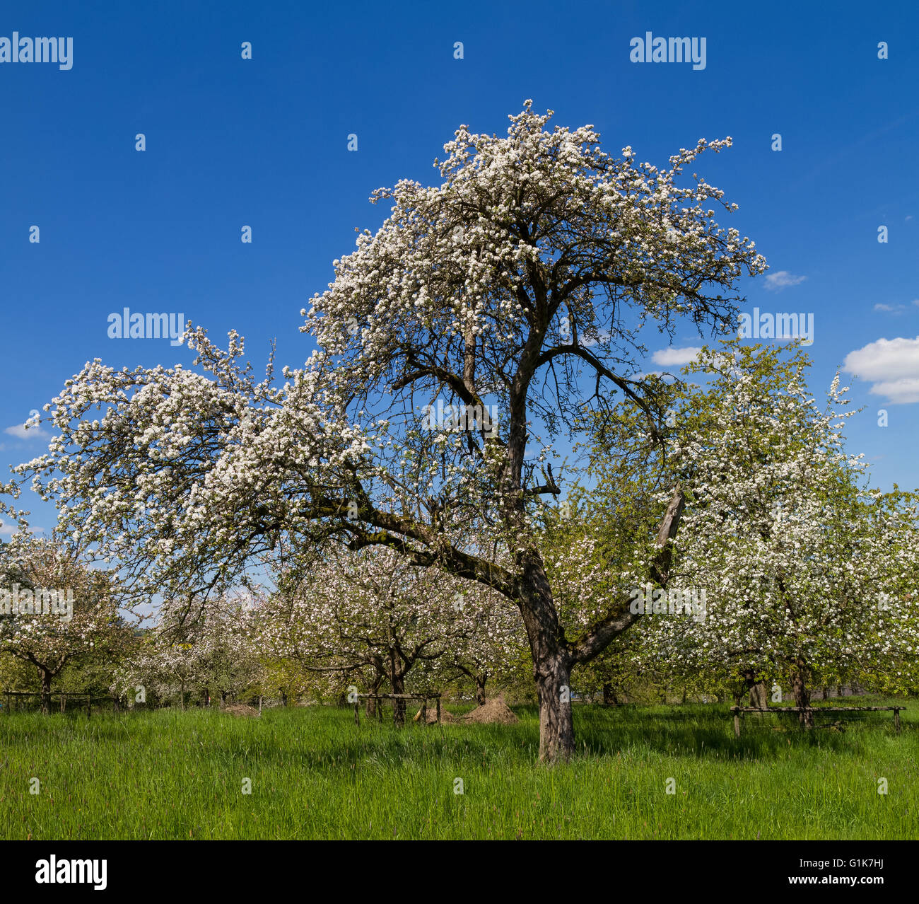 Tree Of The Apple With Blossom High Resolution Stock Photography and ...