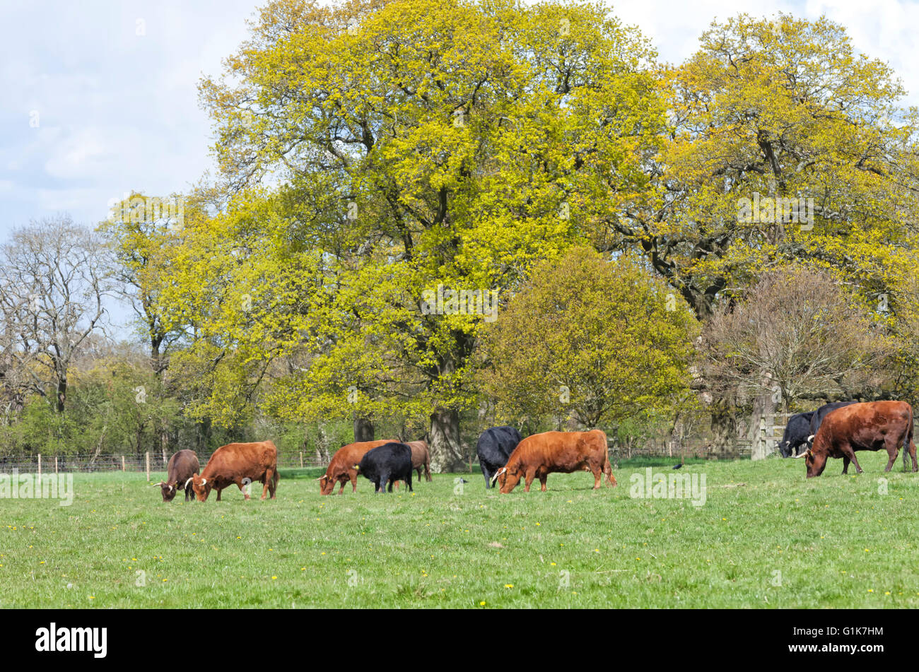 Red and black cows grazing on a spring grass meadow in English ...