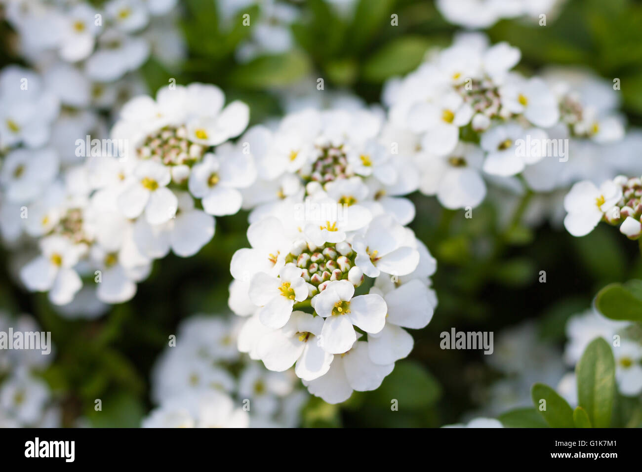 White iberis sempervirens hi-res stock photography and images - Alamy