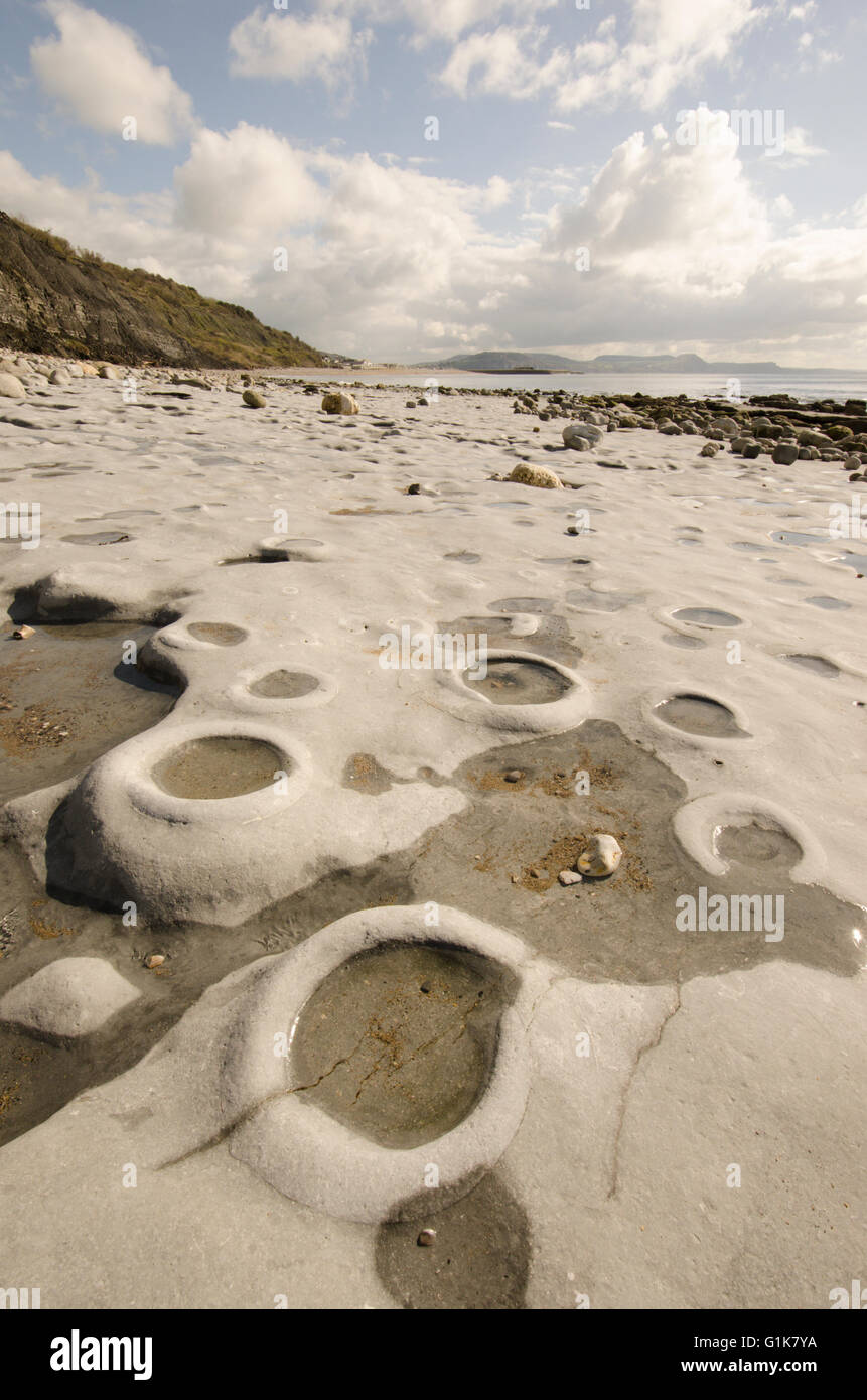 Ammonite fossils hi-res stock photography and images - Alamy