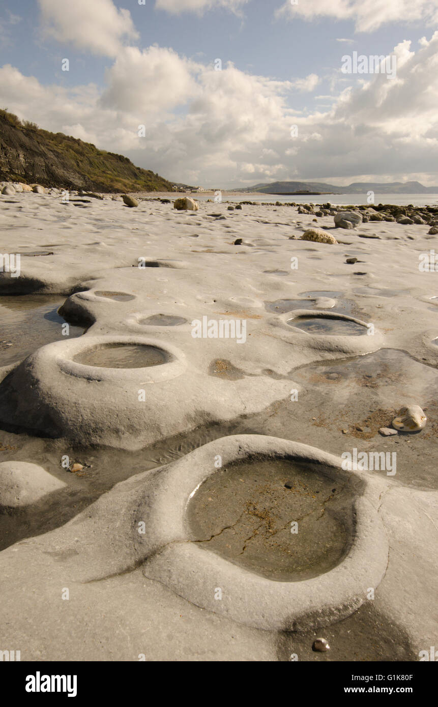 ammonite fossils on the "Ammonite Pavement" beach at Lyme Regis, Dorset ...