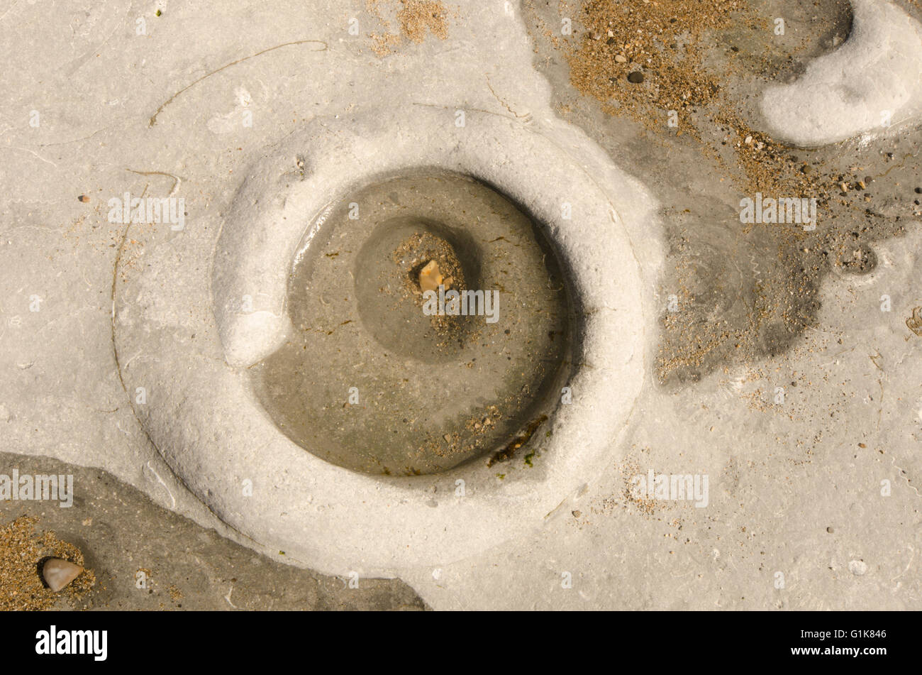 ammonite fossils on the "Ammonite Pavement" beach at Lyme Regis, Dorset ...