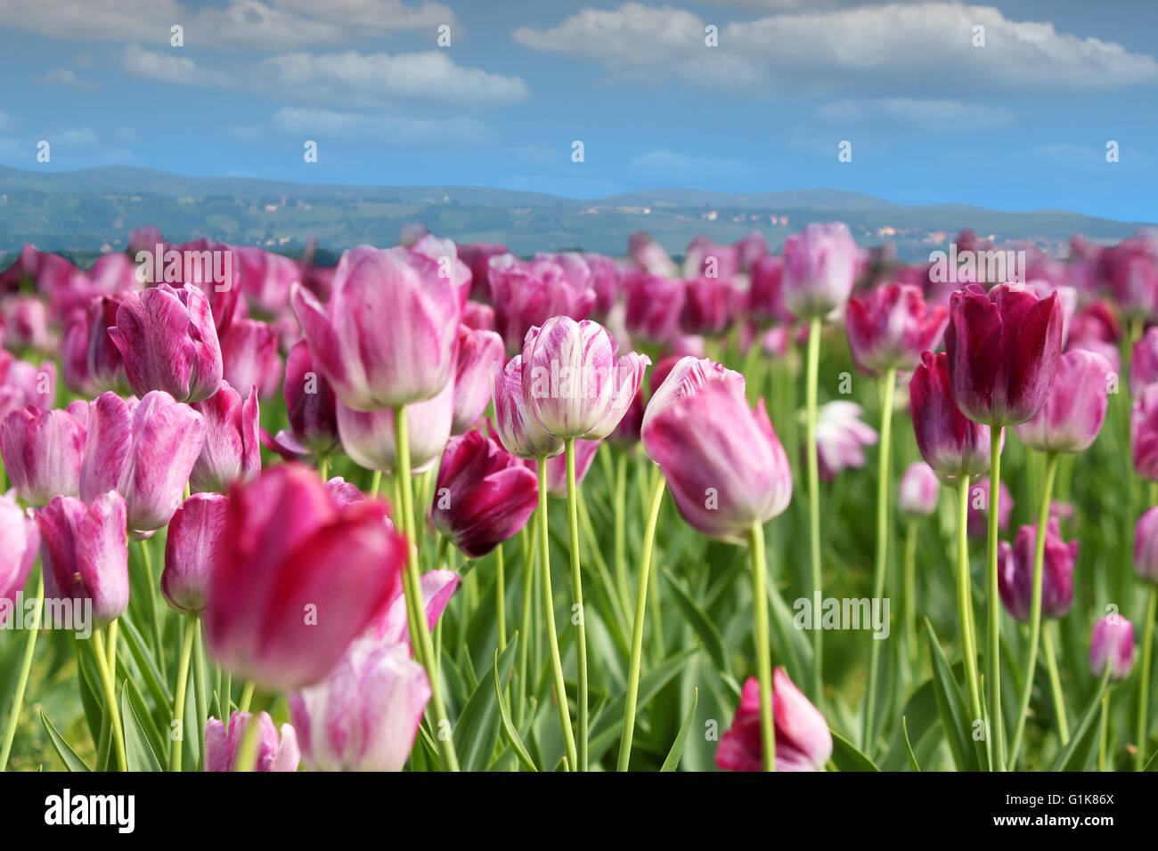 spring tulip flower Stock Photo - Alamy