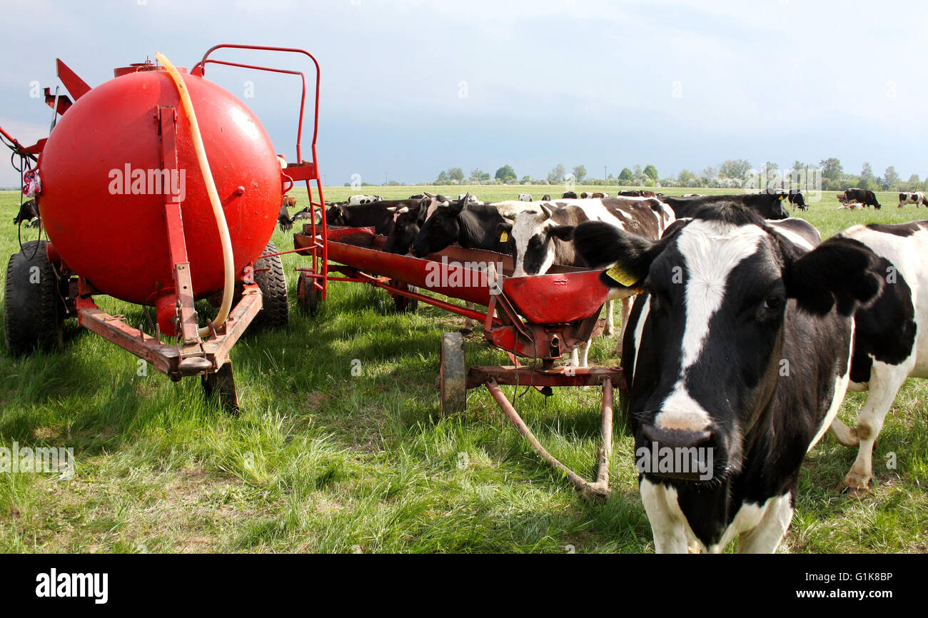 Cows on spring pasture at the waterhole Stock Photo - Alamy