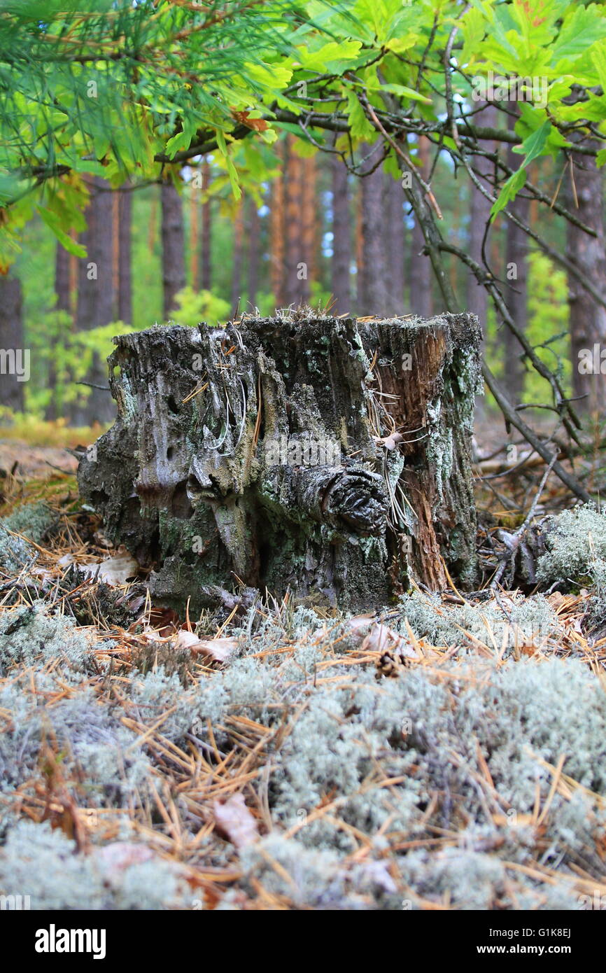 Pine stump hi-res stock photography and images - Alamy