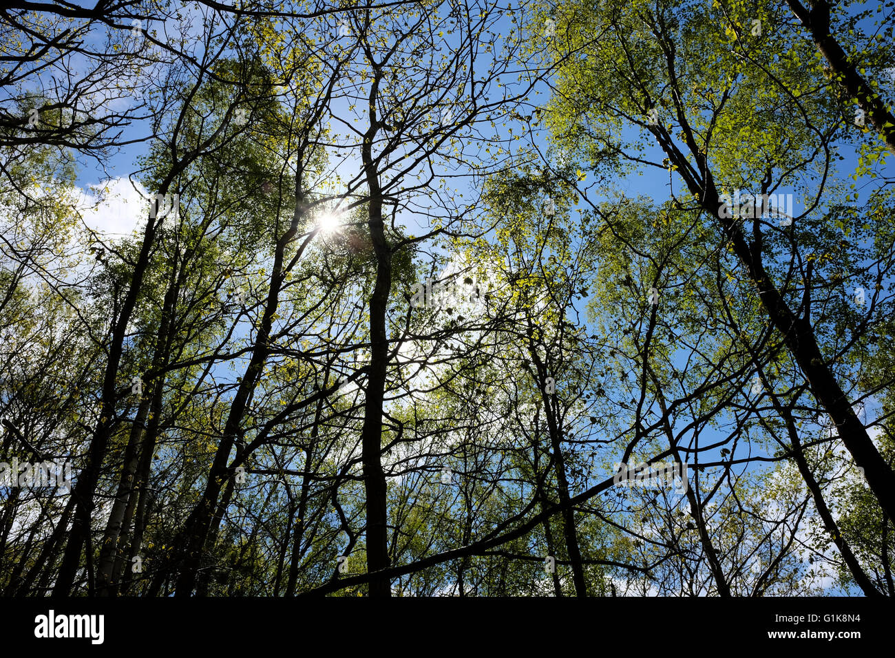 Looking up through a stand of trees, to a blue sky Stock Photo - Alamy