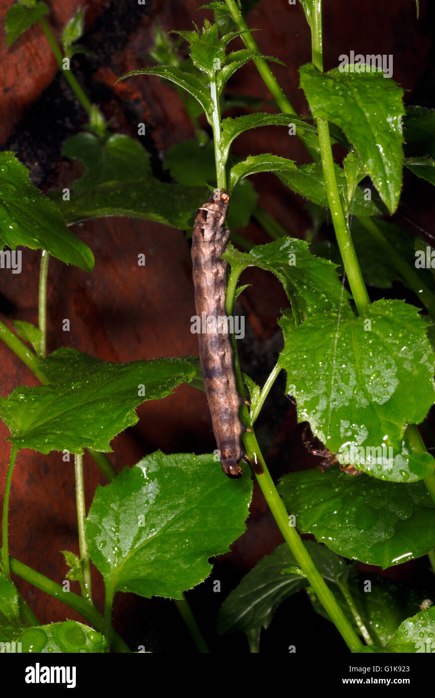 Lesser Yellow Underwing moth caterpillar. Noctua comes Stock Photo - Alamy