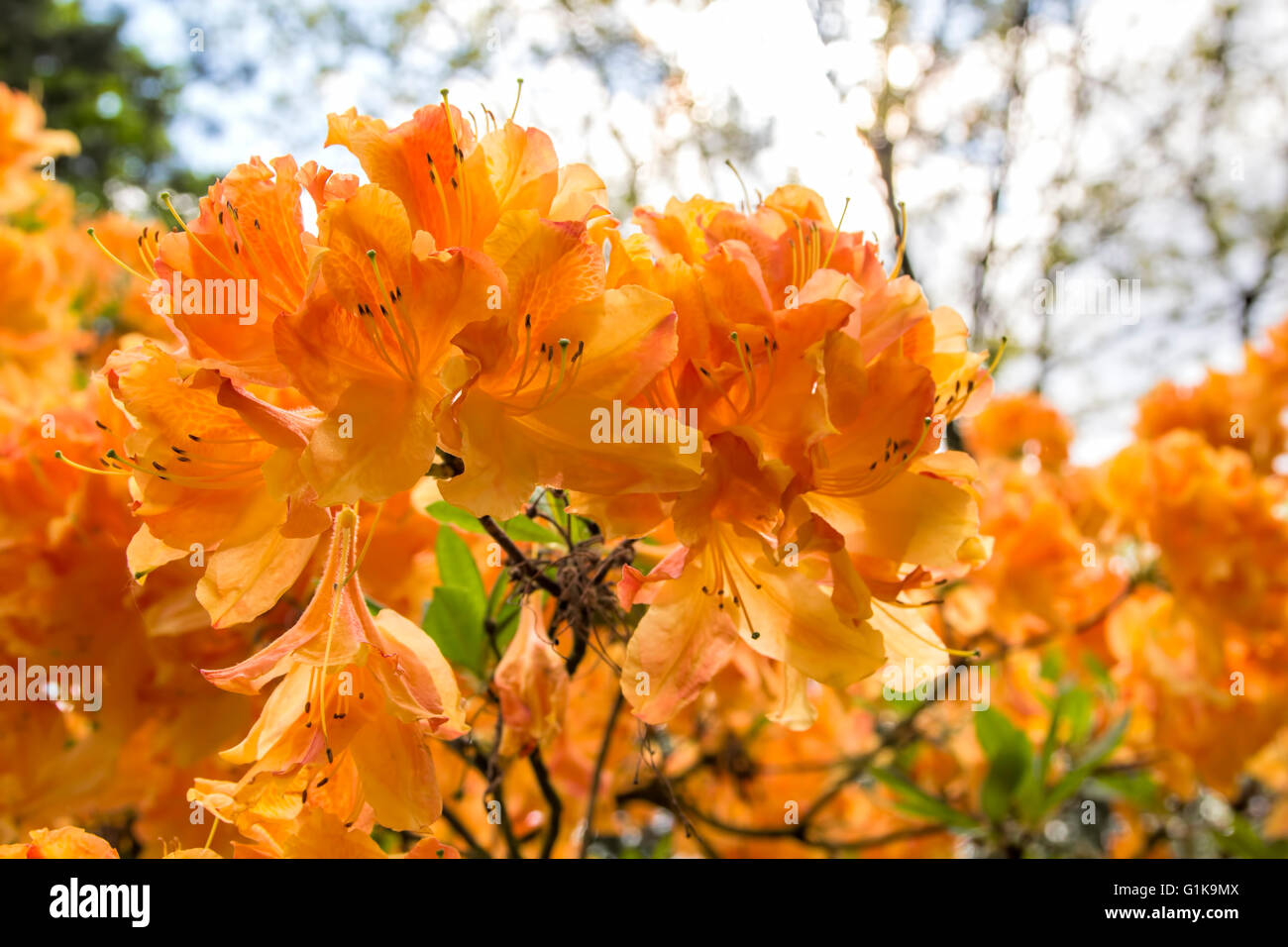 Azalea, Formosa Azalea Stock Photo - Alamy