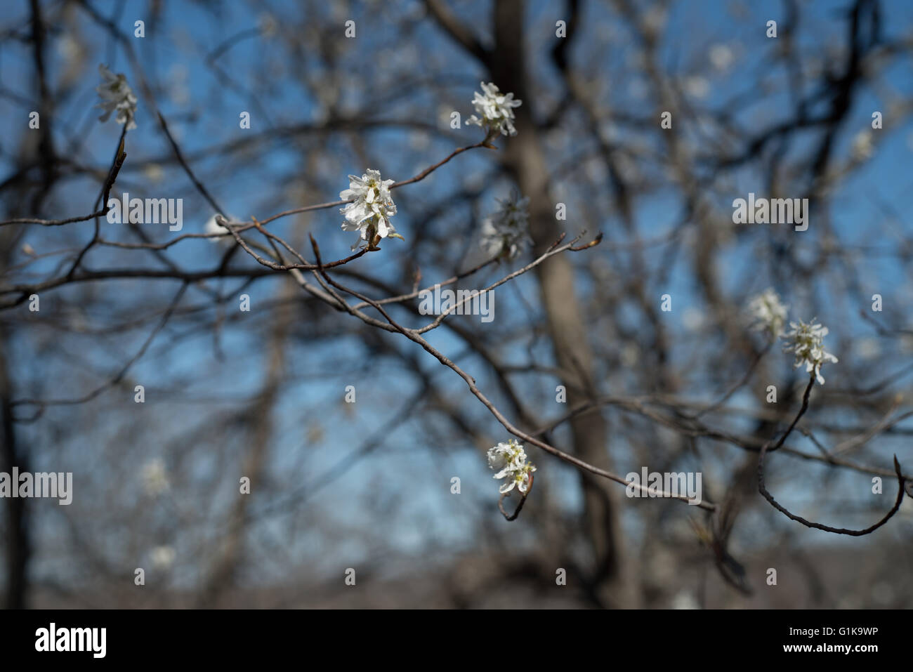 White buds hi-res stock photography and images - Alamy