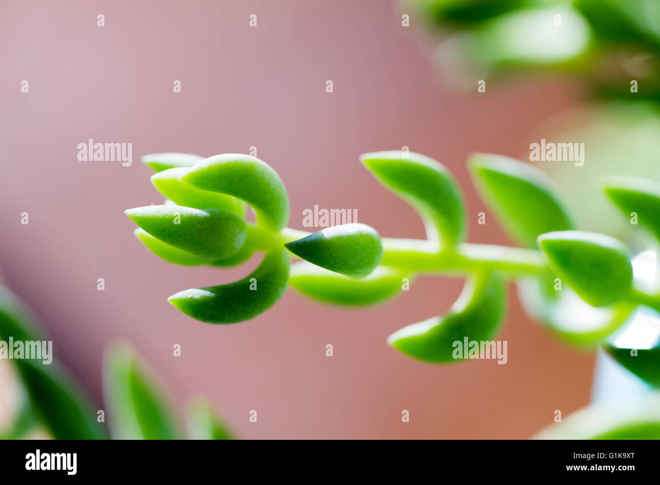 Close-up of plant from the cactus and succulents family Stock Photo - Alamy