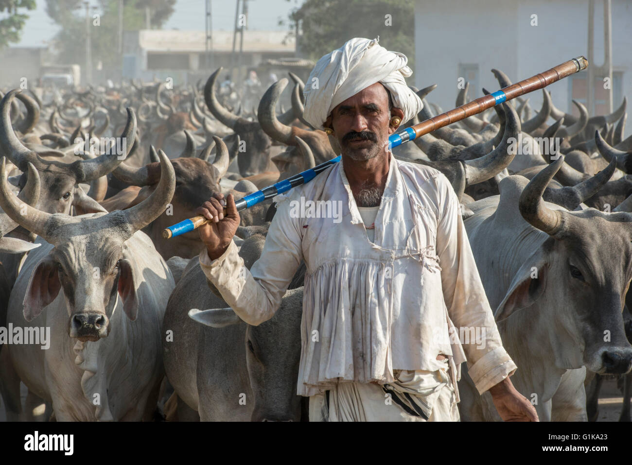 Cattle Kutch Gujarat India High Resolution Stock Photography and Images ...