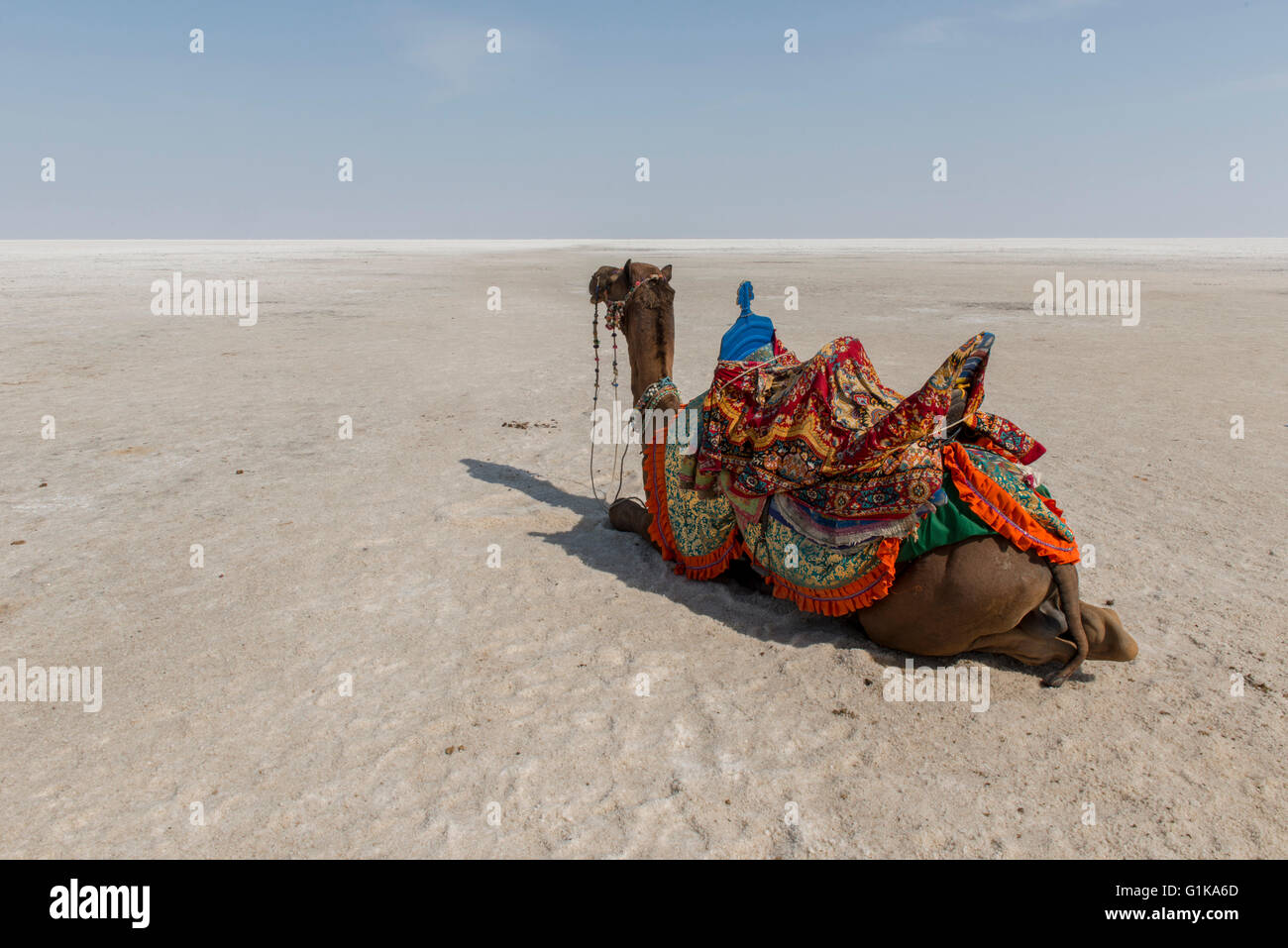 Camel At Great White Rann, Kutch Stock Photo - Alamy