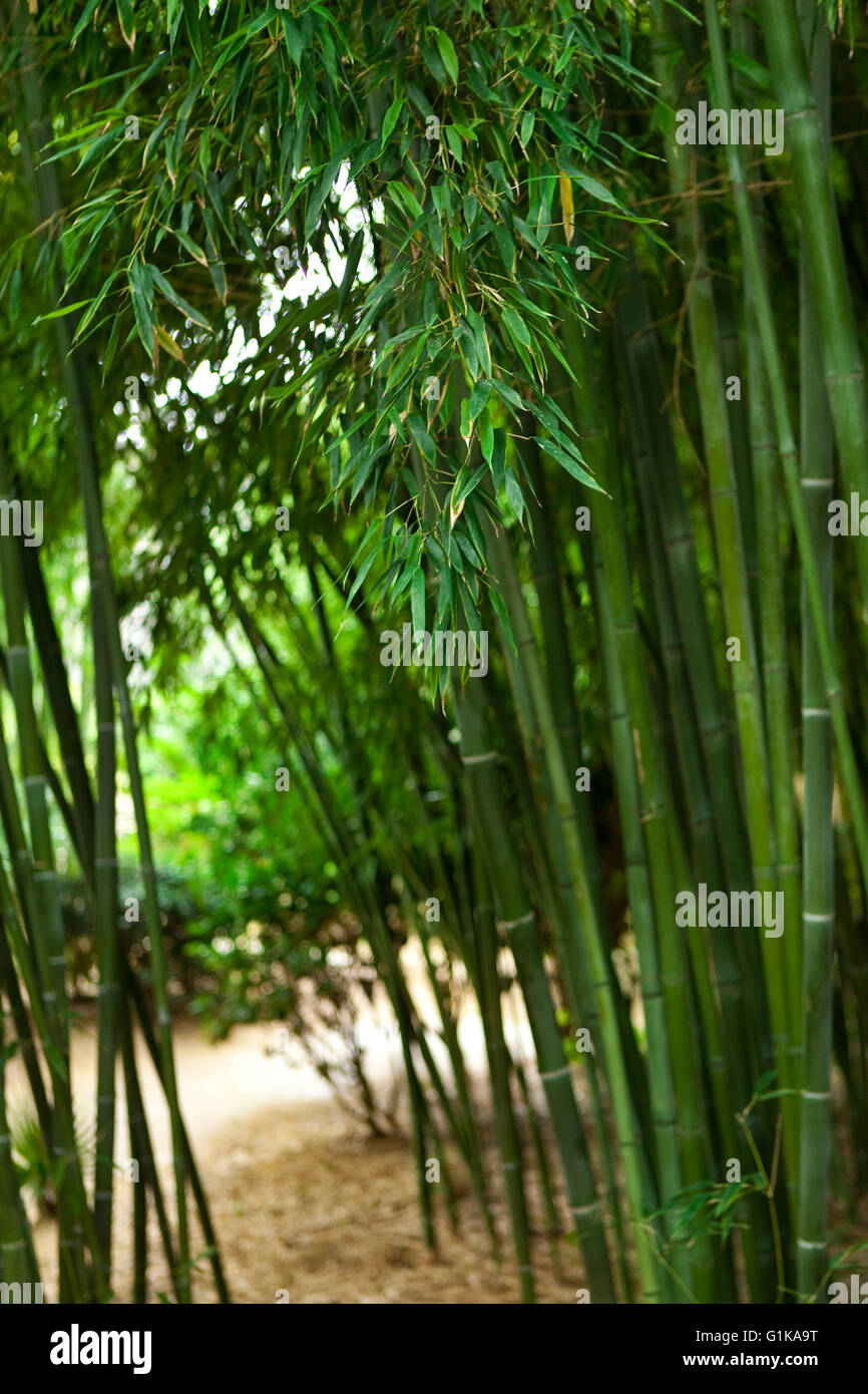 Forest of bamboo in a Chinese park Stock Photo - Alamy